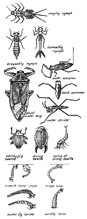 Wetland Wildlife 3: Animals of the Wetlands - Biodiversity NT